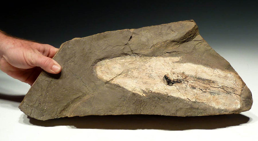 EXTREMELY RARE LARGE JURASSIC WHITE SQUID FOSSIL WITH PRESERVED MANTLE ...
