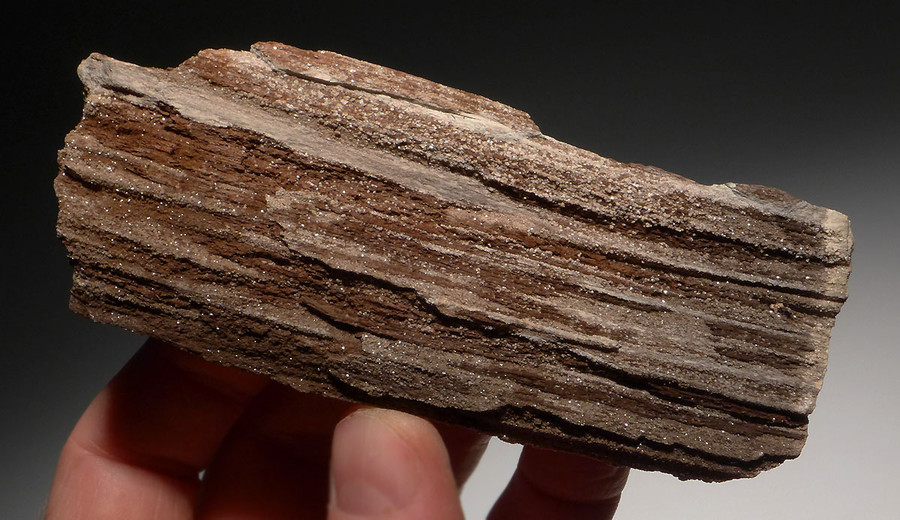 RARE TRIASSIC PERMINERALIZED FOSSIL WOOD WITH SPARKLING DRUSY CRYSTALS ...