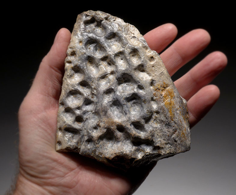 DERMAL ARMOR SCUTE SUPERCROC SARCOSUCHUS IMPERATOR CROCODILE