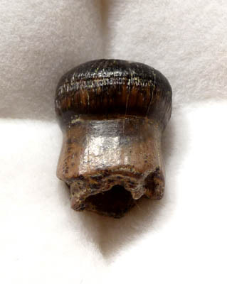 CRETACEOUS BRACHYCHAMPSA ALLIGATORINE TOOTH FROM HELL CREEK *MV10-125 ...