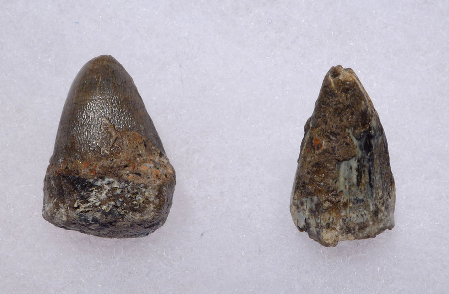 JAVA MAN KILLER RARE FOSSIL CROCODILE TEETH FROM THE FAMOUS HOMO ...