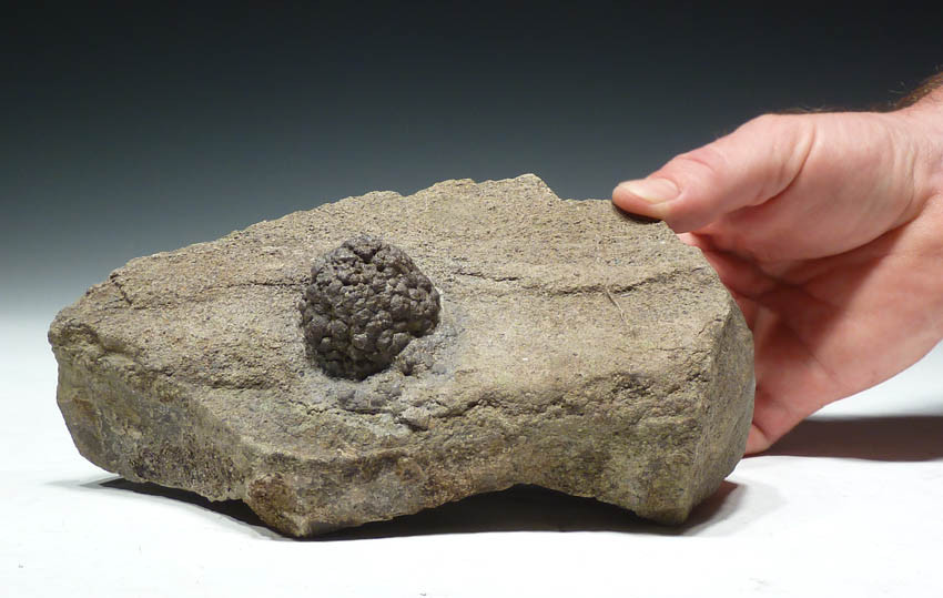 RARE PRESERVED NATURAL FORM PERMIAN FOSSIL CYANOBACTERIA NOSTOC BALL ...