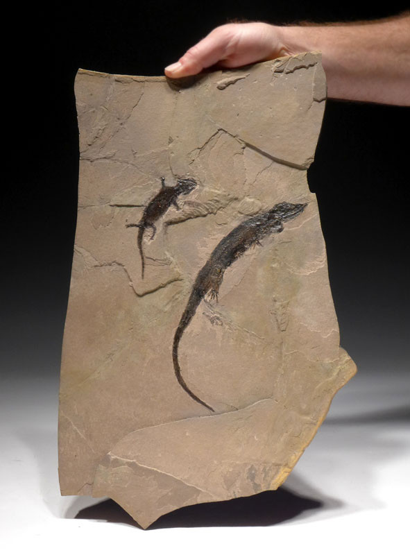 PERMIAN MICROMELERPETON APATEON FOSSIL AMPHIBIAN FOSSILS