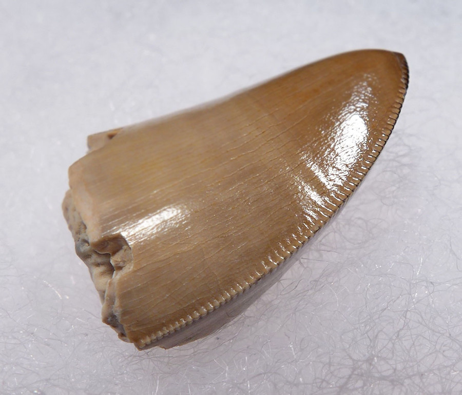 LARGE PREMIUM TRIASSIC RUTIODON PHYTOSAUR FOSSIL TOOTH *DT12-227 - TIME ...