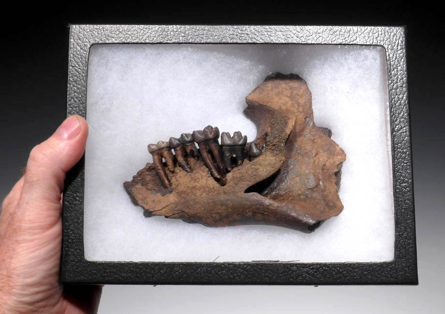 DUGONG MANATEE FOSSILS TRICHECHUS FOSSIL MANDIBLE JAW BONES