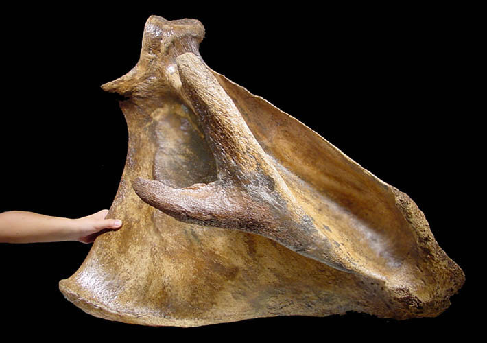 LARGE WOOLLY MAMMOTH FOSSIL BONES SCAPULA BONE FOR SALE