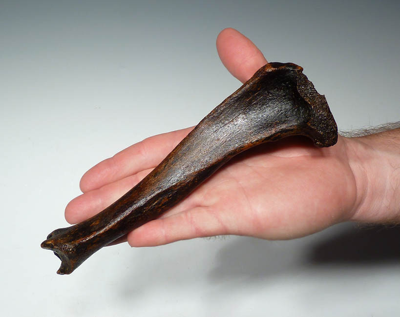 CAVE HYENA FOSSIL BONE FOSSILS CROCUTA SPELAEA