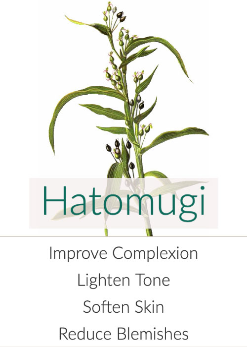 An Overview of Japanese Herbal Teas for Health and Beauty