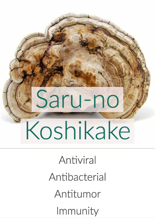 An Overview of Japanese Herbal Teas for Health and Beauty