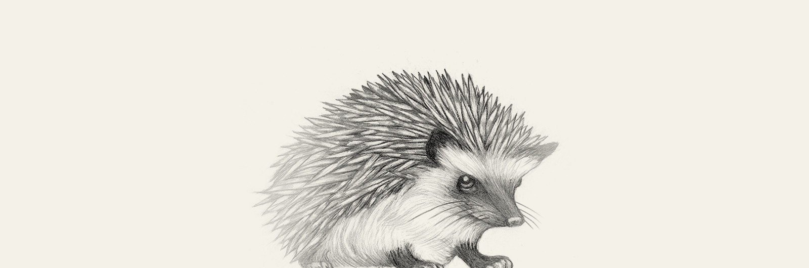 Collections - Woodland - Hedgehog - Laura Zindel Design