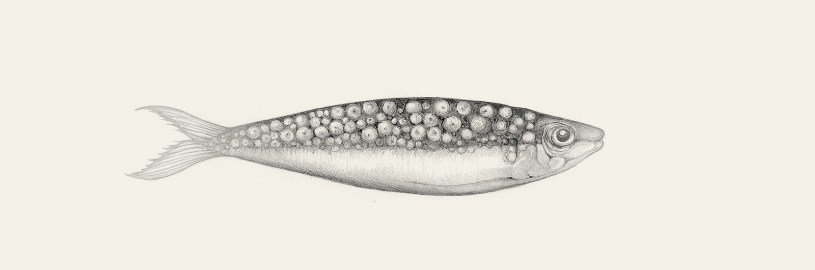 Collections - Coastal - Sardines - Laura Zindel Design