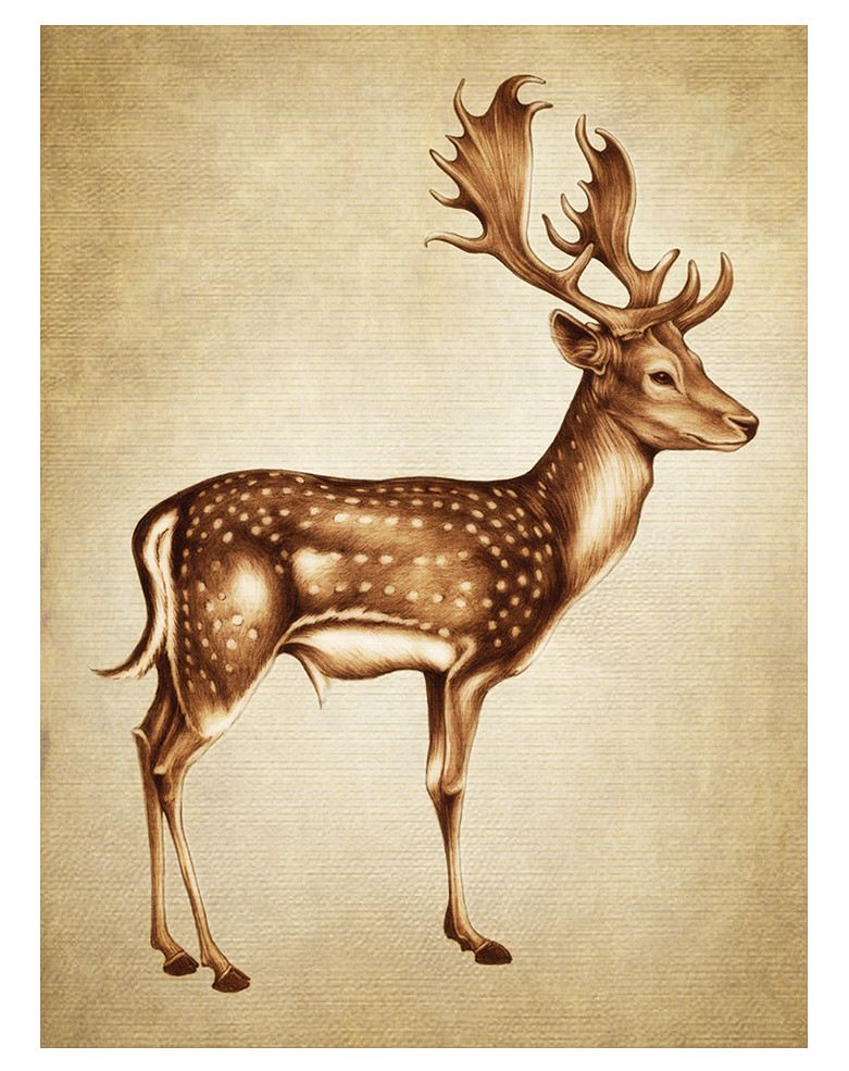 Note Cards: Deer - Laura Zindel Design