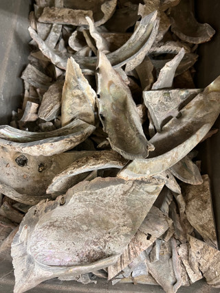 Exotics - Whole Shell & Scrap - Knifehandles.com