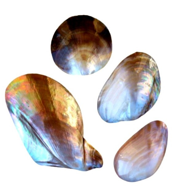 Exotics - Whole Shell & Scrap - Knifehandles.com