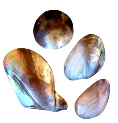 Whole Polished Shell - Knifehandles.com