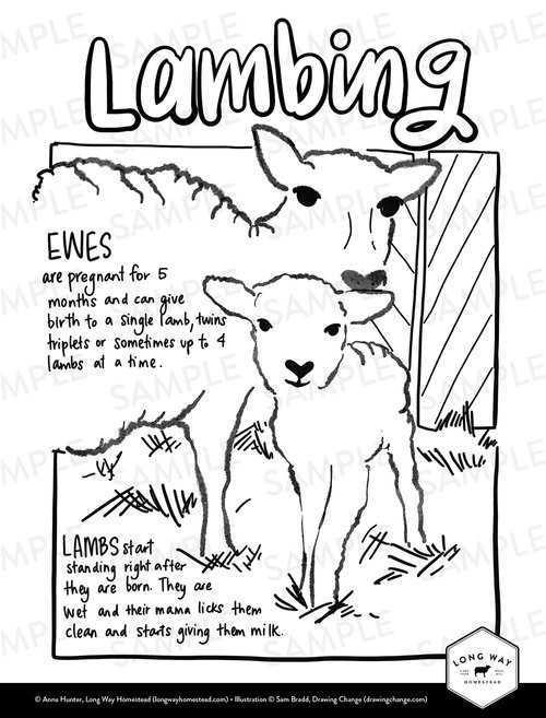 Sheep & Wool Colouring Book - Urban Yarns