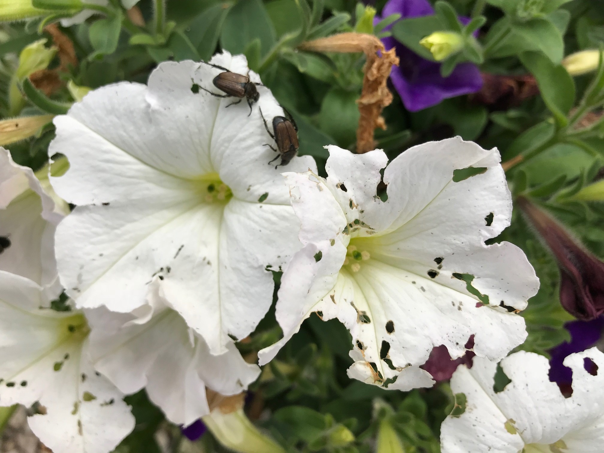 How to Get Rid of Rose Chafers - Beat Your Neighbor