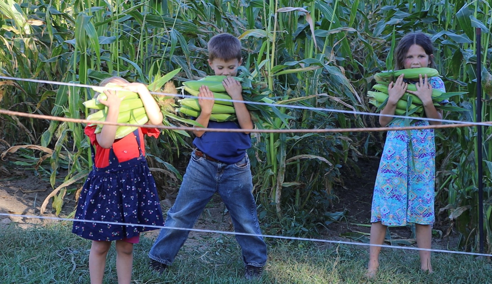 The Corn Kernel Cutter by CZ Engineering