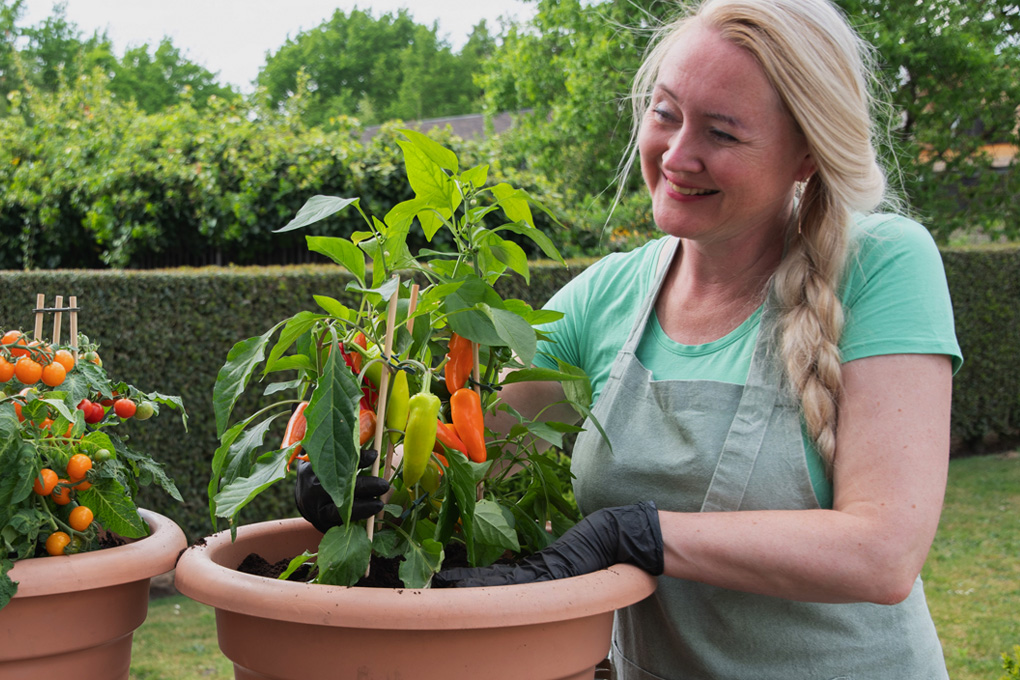 How to Grow Food Using a Container Garden: A Step-by-Step Guide ...