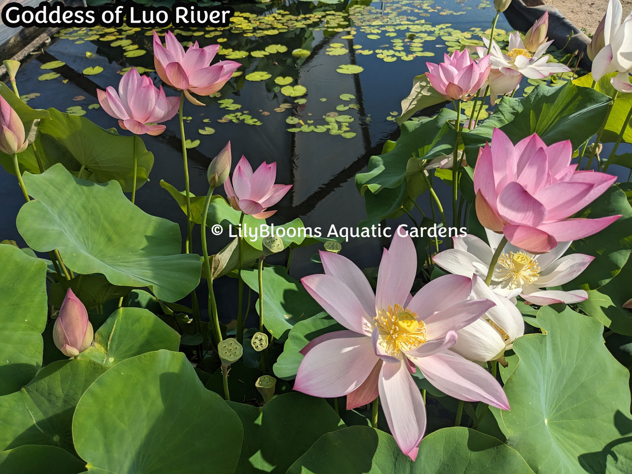 Goddess of Luo River -- Hardy Water Lotus (Nelumbo cultivar)