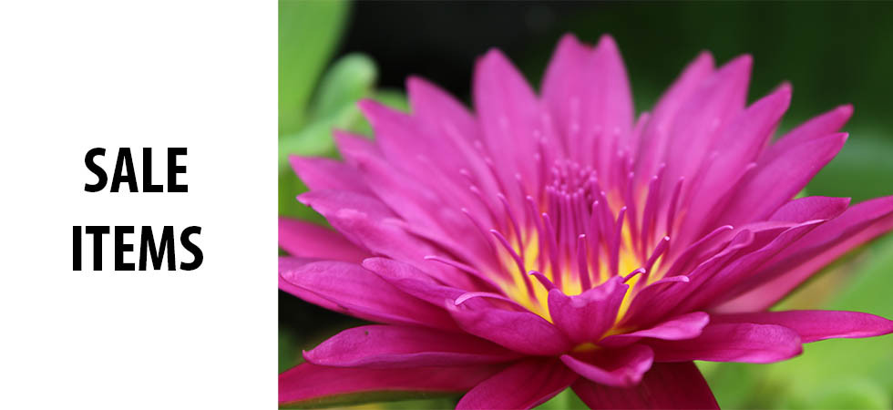 LilyBLOOMS Aquatic Gardens - Buy Pond Plants & Water Lilies