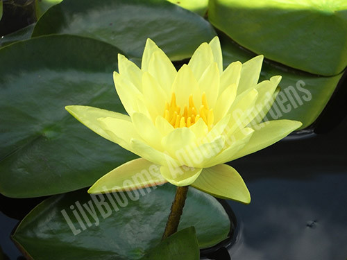 Hardy Water Lilies - Buy A Hardy Water Lily