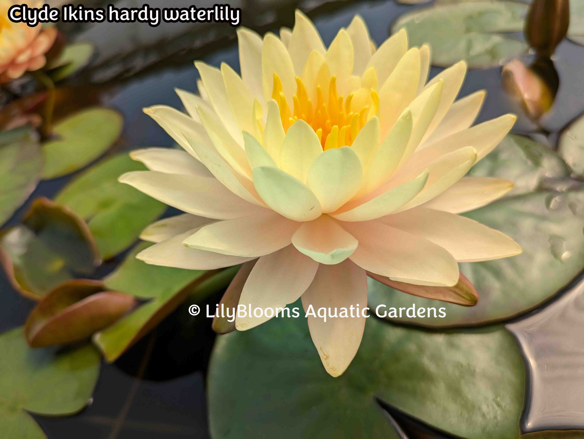 Water Lilies - Hardy and Tropical Water Lilies