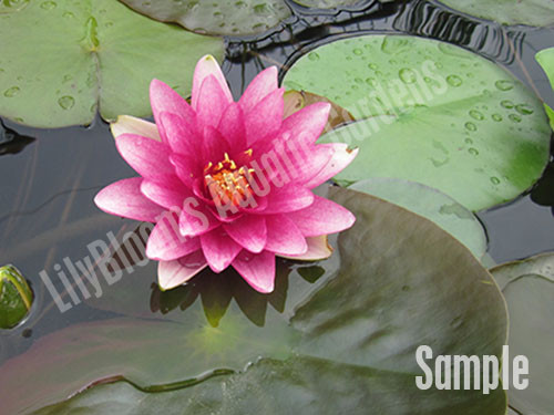 Water Lilies - Hardy and Tropical Water Lilies