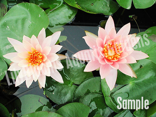 Water Lilies - Hardy and Tropical Water Lilies