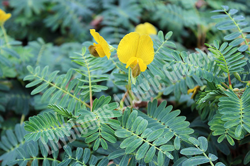Giant Sensitive Plant - Floating Pond Plant - Lilyblooms Aquatic Gardens