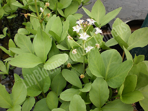 Pond Plants - Bog Plants - Hardy Bog Plants - Lilyblooms Aquatic Gardens