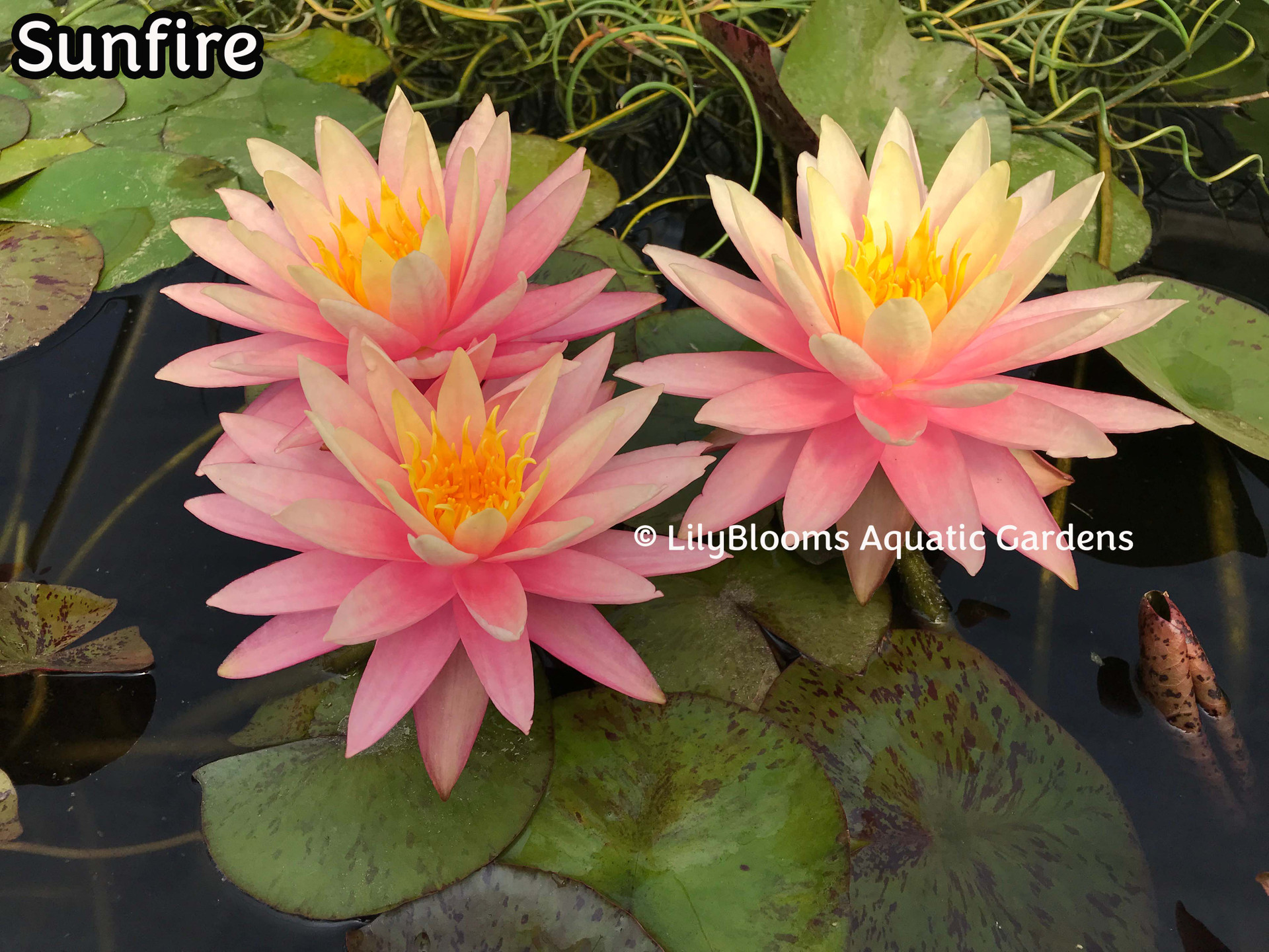Sunfire - Yellow and Pink Hardy Waterlily