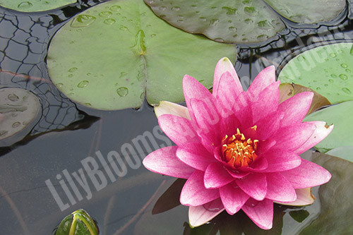 Hardy Water Lilies - Buy A Hardy Water Lily