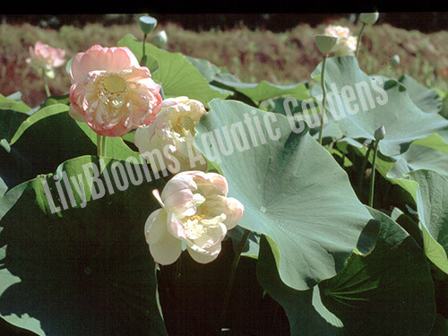 Nelumbo Mrs. Perry D. Slocum - Hardy Water Lotus