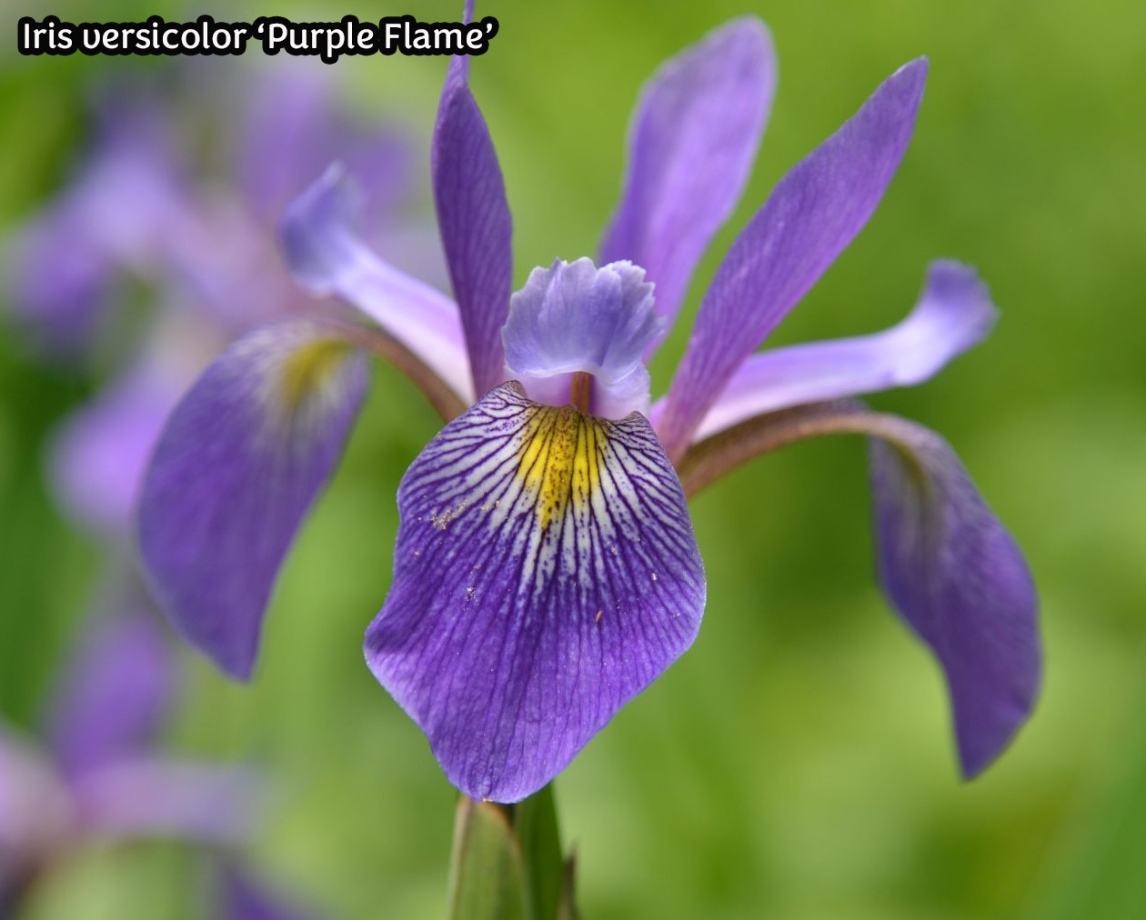 Iris versicolor 'Purple Flame'