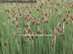 Miniature (aka Dwarf) Cattail (Typha minima)