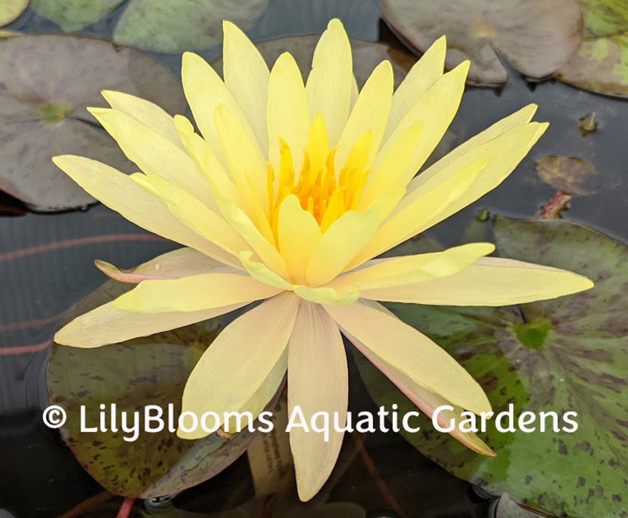 Essential Guide to Choosing and Caring for Water Lilies - Lilyblooms ...