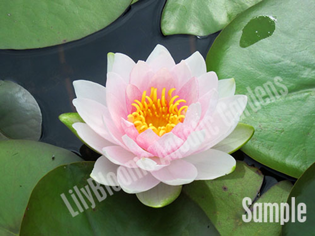 Pond Plants for Beginners: Easy-to-Grow Species - Lilyblooms Aquatic ...