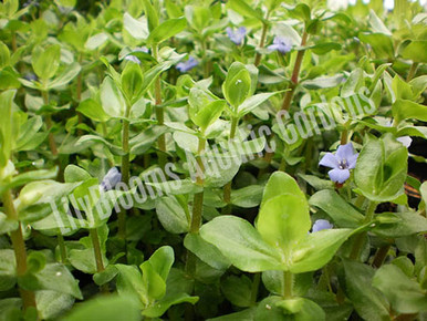 Lemon Bacopa (Bacopa Caroliniana)