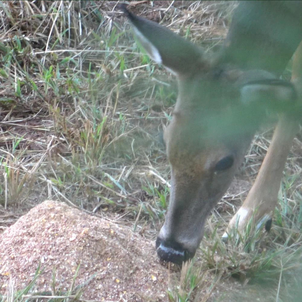 4S Advanced Wildlife Solutions Draw Deer Attractant - Realtree Camo