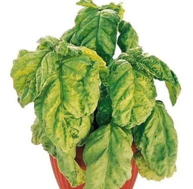Organic 300 Giant Lettuce Leaf Basil Seeds