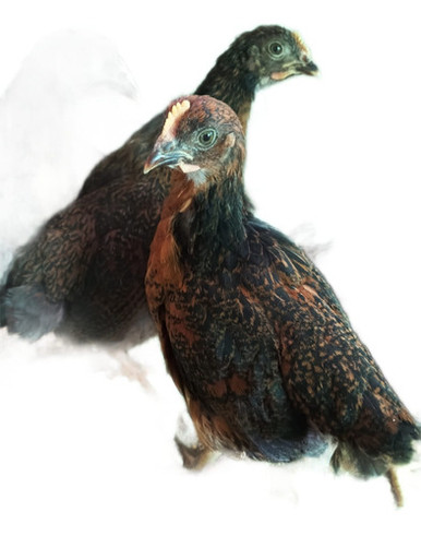 Pollos Machos - Premium Male Chickens