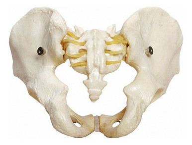 Anatomic Male Pelvis Model in Plastic Resin