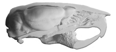 Osteoteca 3D Rodent Skull Anatomical in Longitudinal Cut