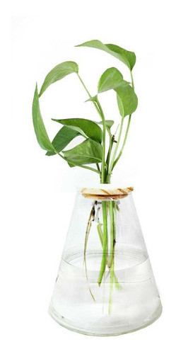 ByF Deco Cónica 2 Lt Glass Vase with Perforated Wooden Lid