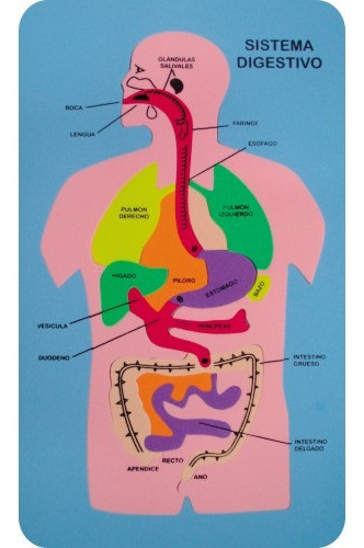 Eva Magic Human Body Puzzle Digestive System Foam