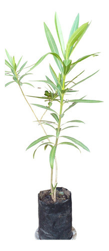 Chinese Laurel Tree with White Flowers