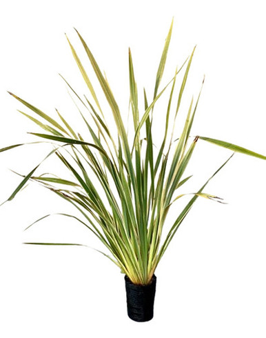 PHORMIUM TENAX VARIEGATA Variegated Formio Plants - Consult Before Purchase