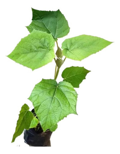 KIRI Tree Seed Pack for Planting or Bonsai - 50 Trees