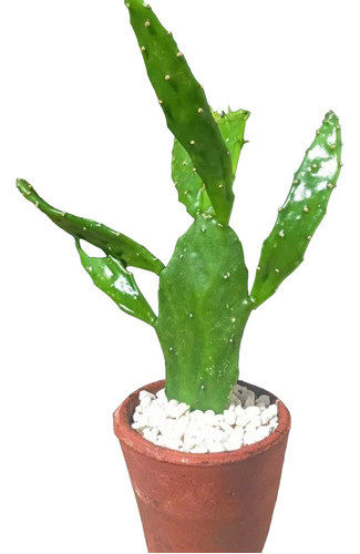 Planta Nopal Opuntia Maxima Organica, Maceta De Barro